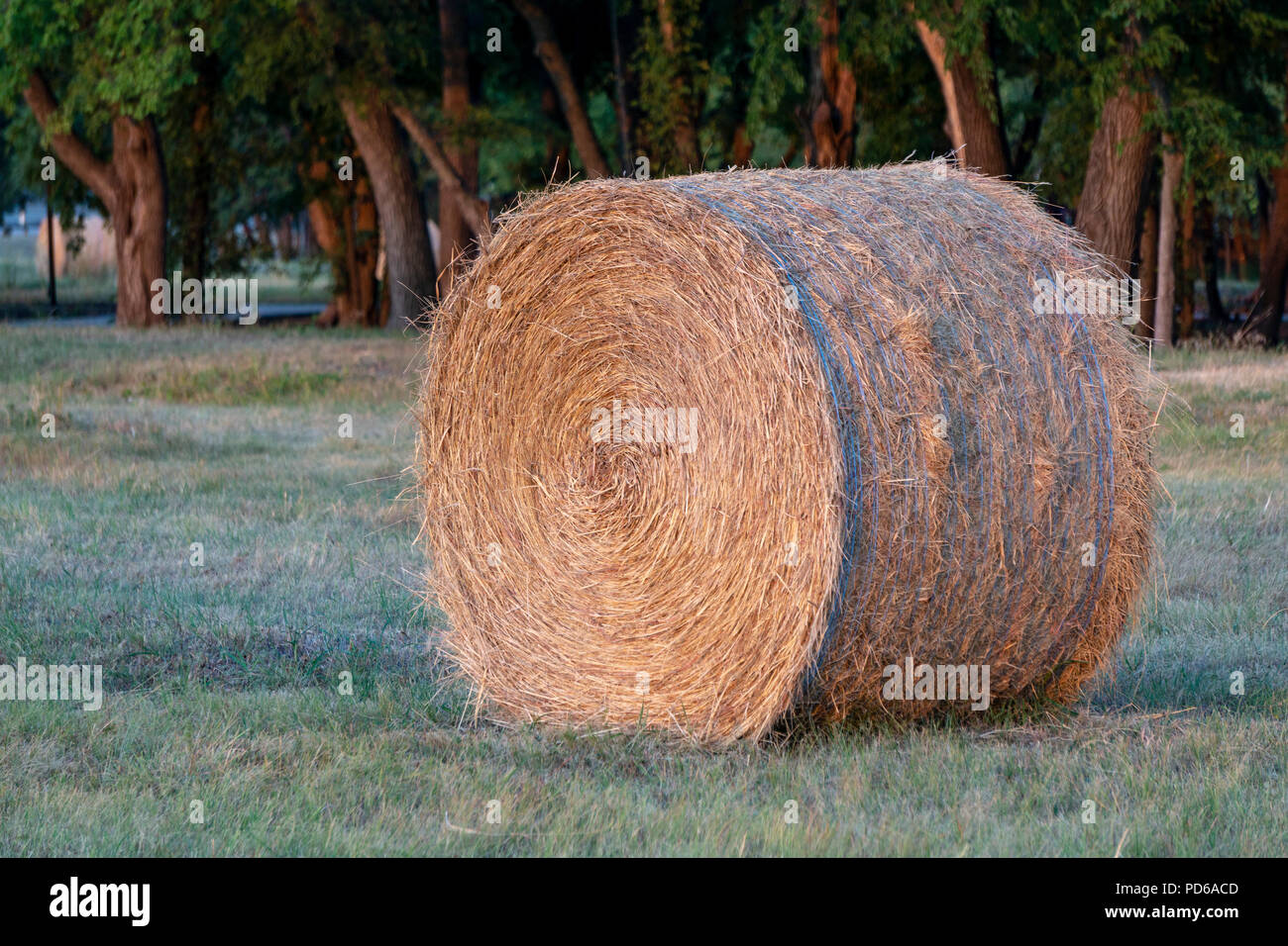 Hay Bale in a field in Mckinney Texas Stock Photo - Alamy