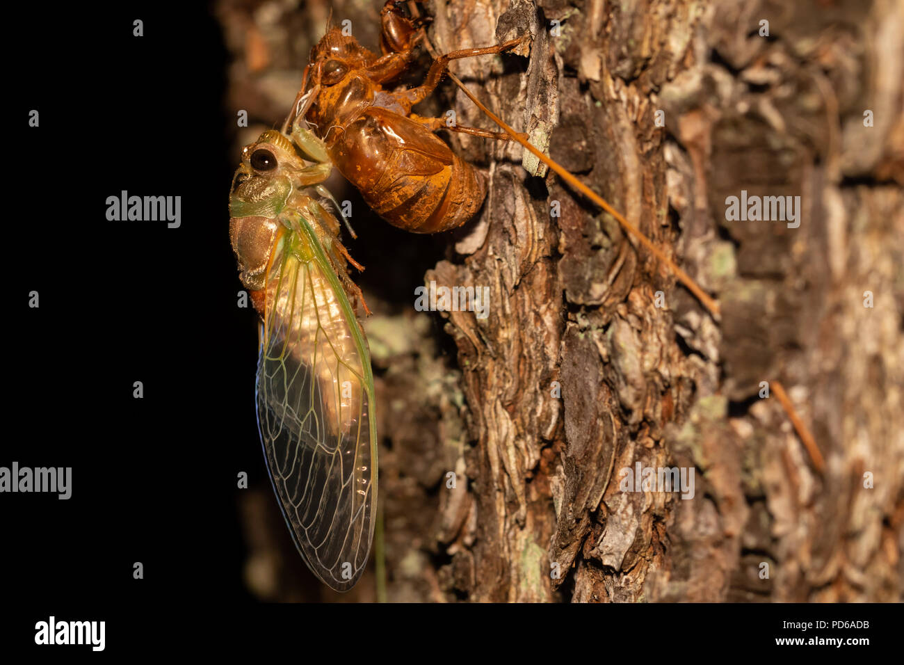 Dog-day cicada - Neotibicen canicularis Stock Photo - Alamy