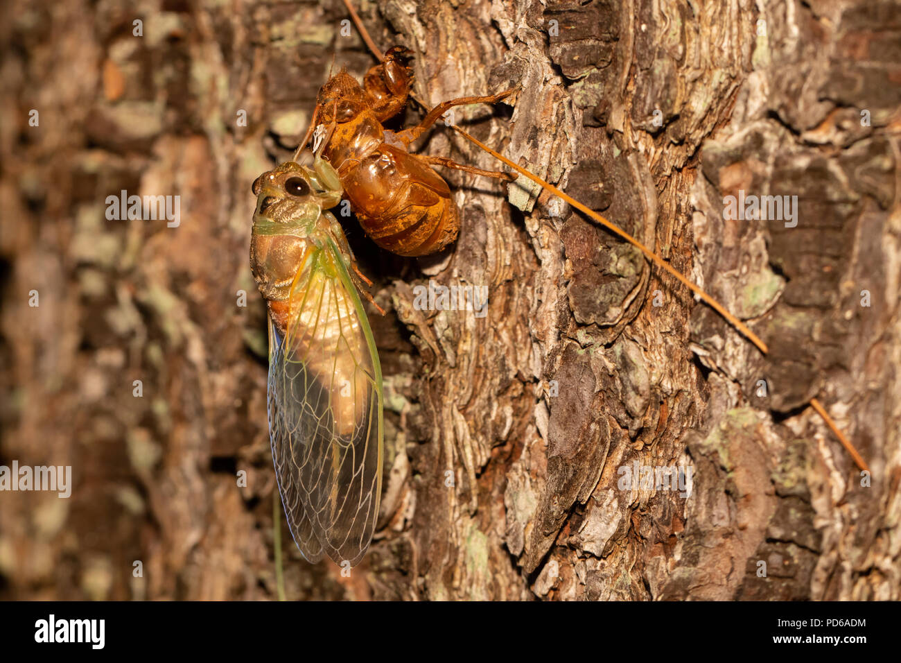 Dog-day cicada - Neotibicen canicularis Stock Photo - Alamy