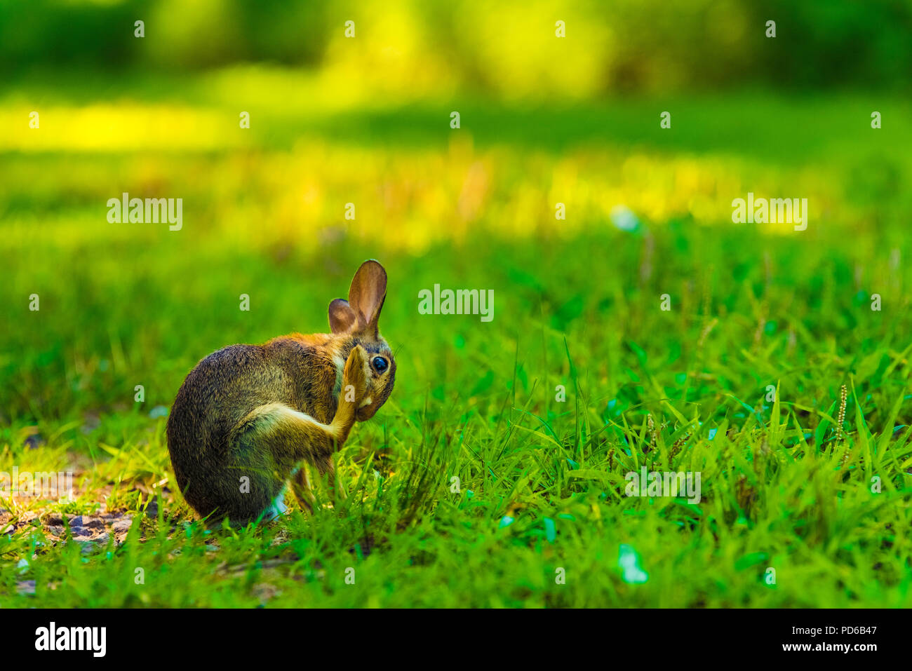 Rabbit ears raised hi-res stock photography and images - Alamy