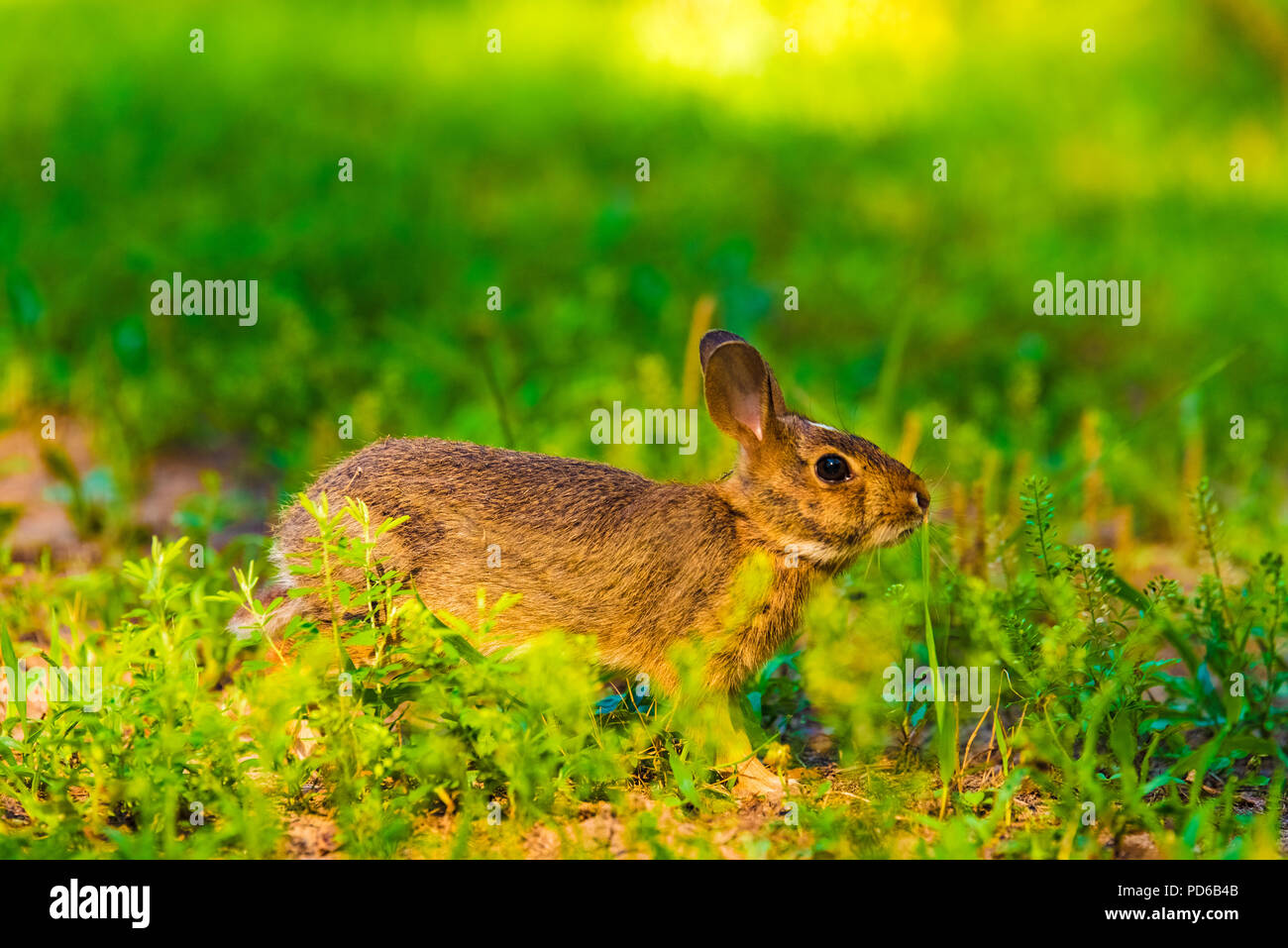 Chris rabbit hi-res stock photography and images - Alamy