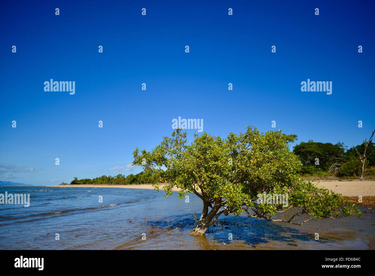Mangroves growing on a rocky beach, Coastal scenes from tropical north ...