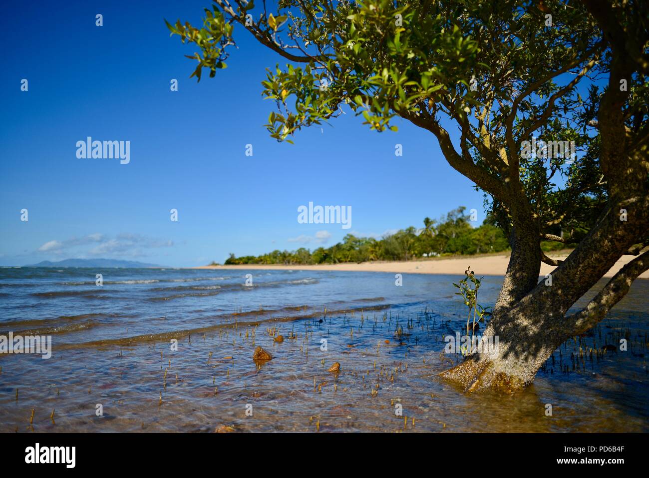 Mangroves growing on a rocky beach, Coastal scenes from tropical north ...