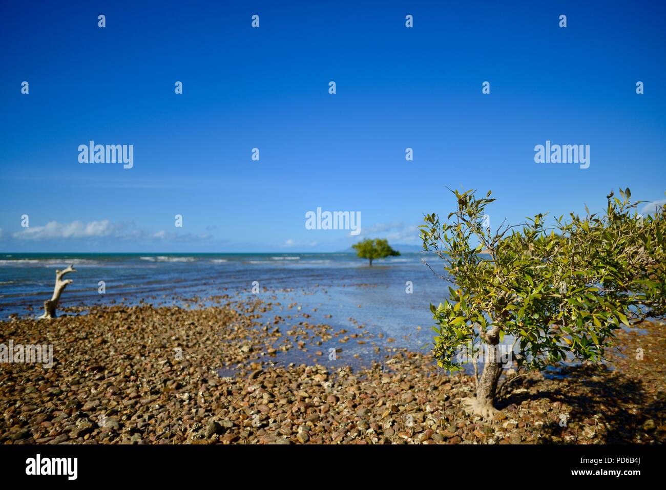 Mangroves growing on a rocky shoreline hi-res stock photography and ...