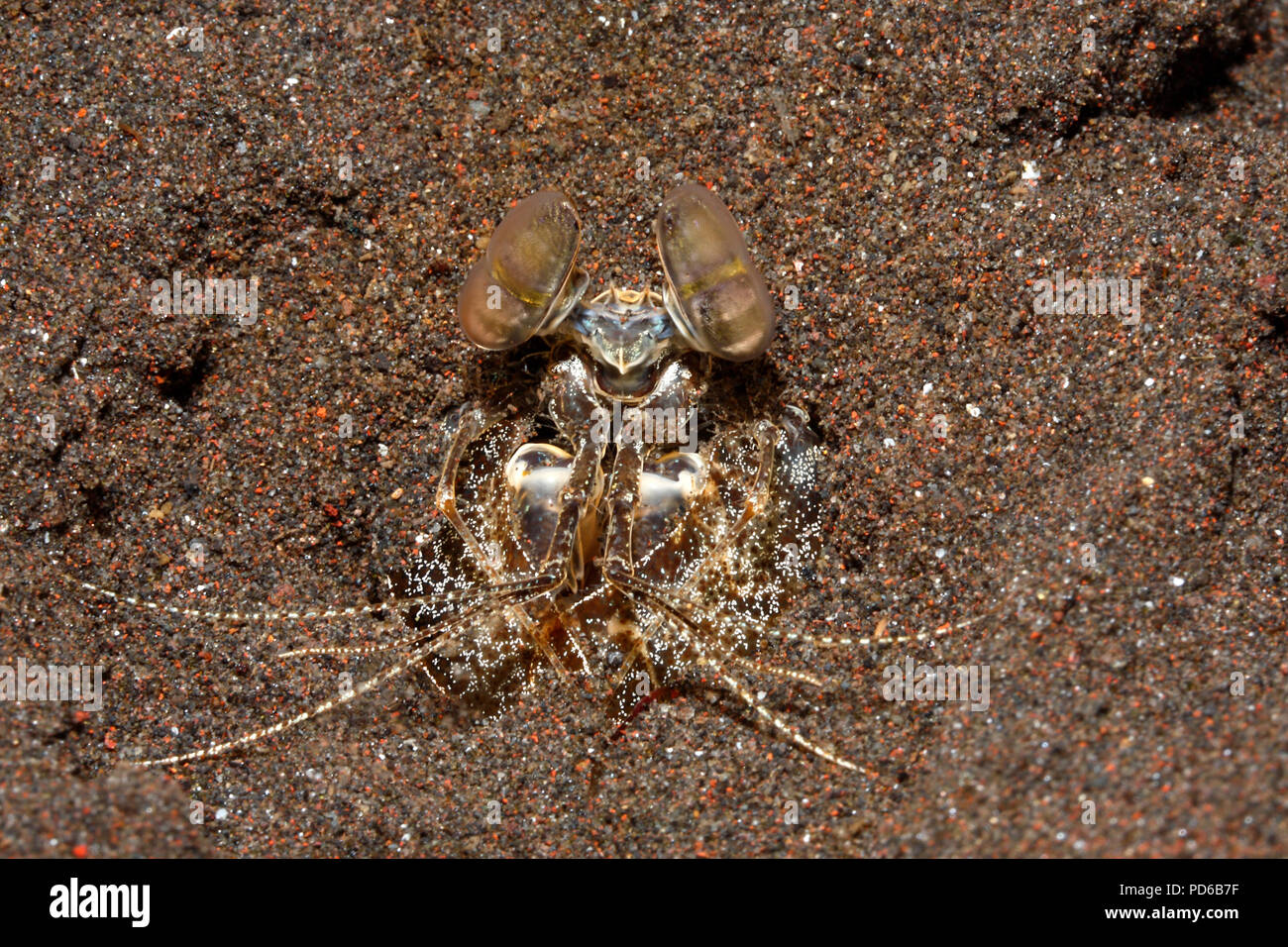 Golden Mantis Shrimp, Lysiosquilla tredecimdentata is a Spearing Mantis ...