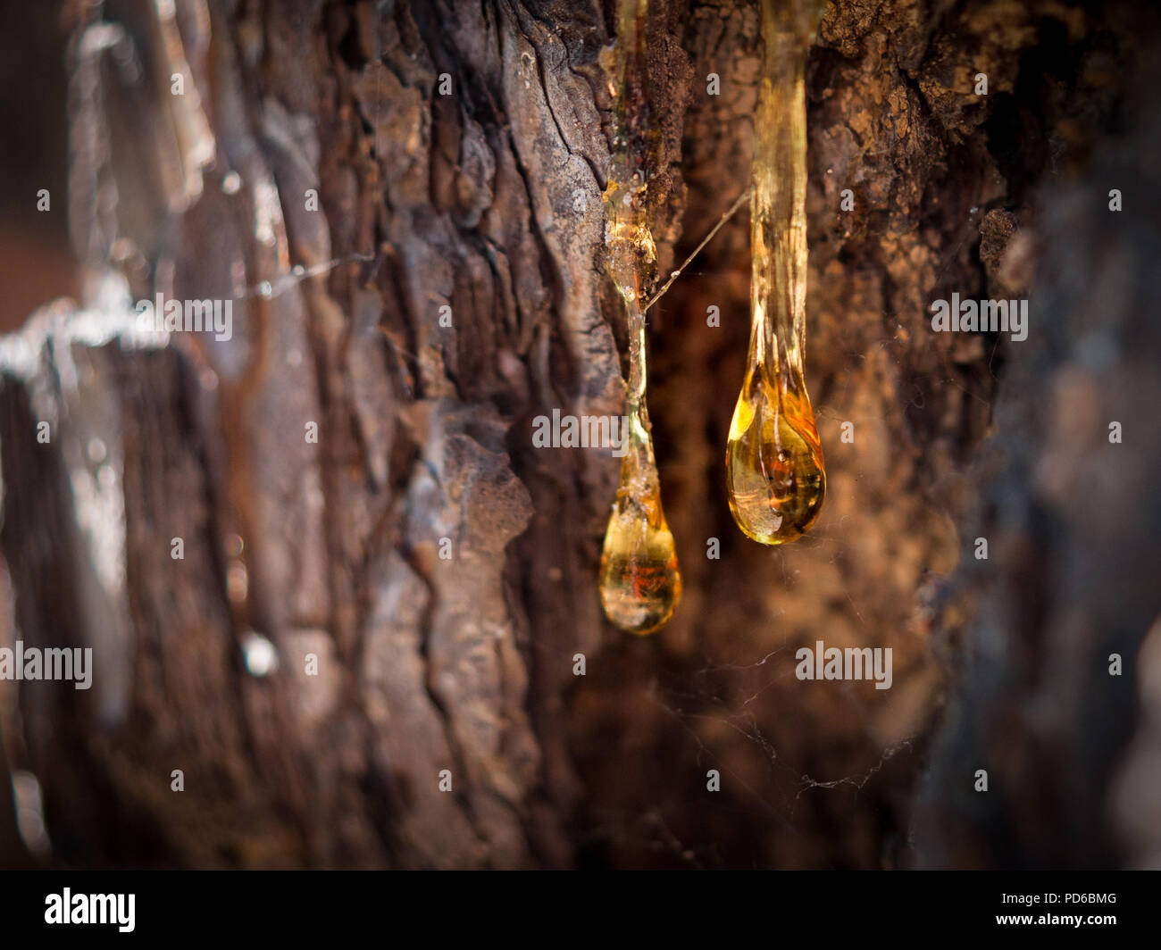 Organic life concept: leaking bright yellow drops of pine tar, resin ...
