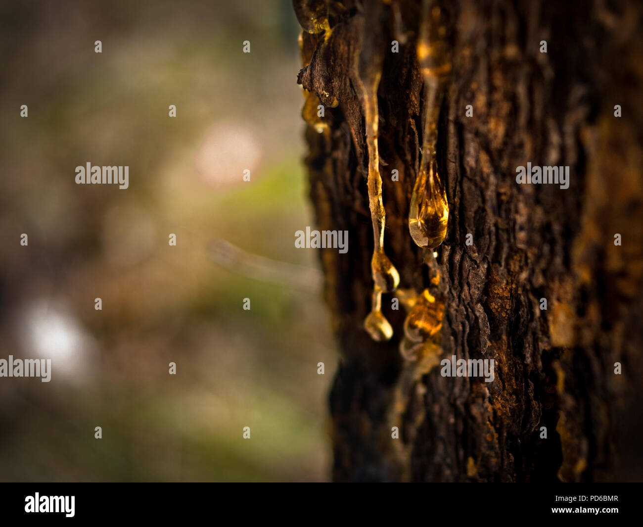Organic life concept: leaking bright yellow drops of pine tar, resin ...