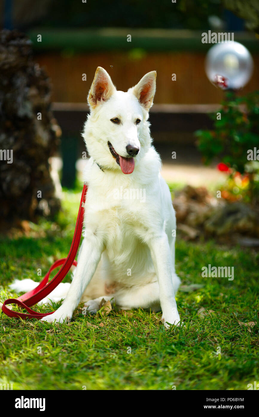 Owner and dog morning light hi-res stock photography and images - Alamy