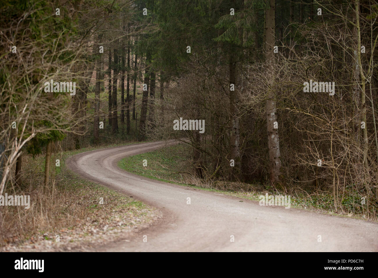 Winding walkway through forest wood land road in fall Stock Photo - Alamy