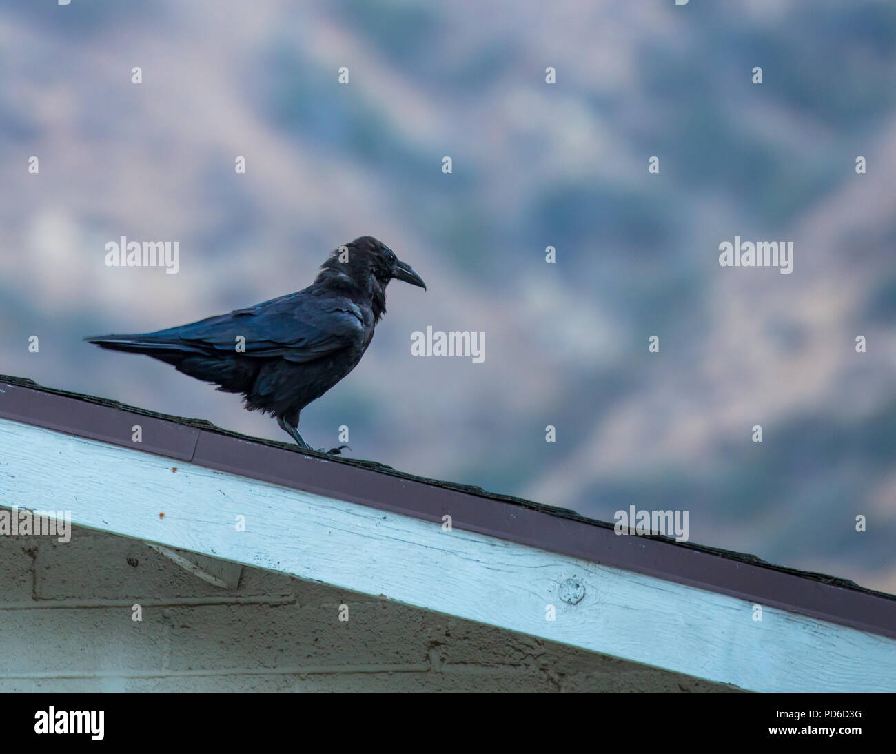 Crows on trees in hi-res stock photography and images - Alamy