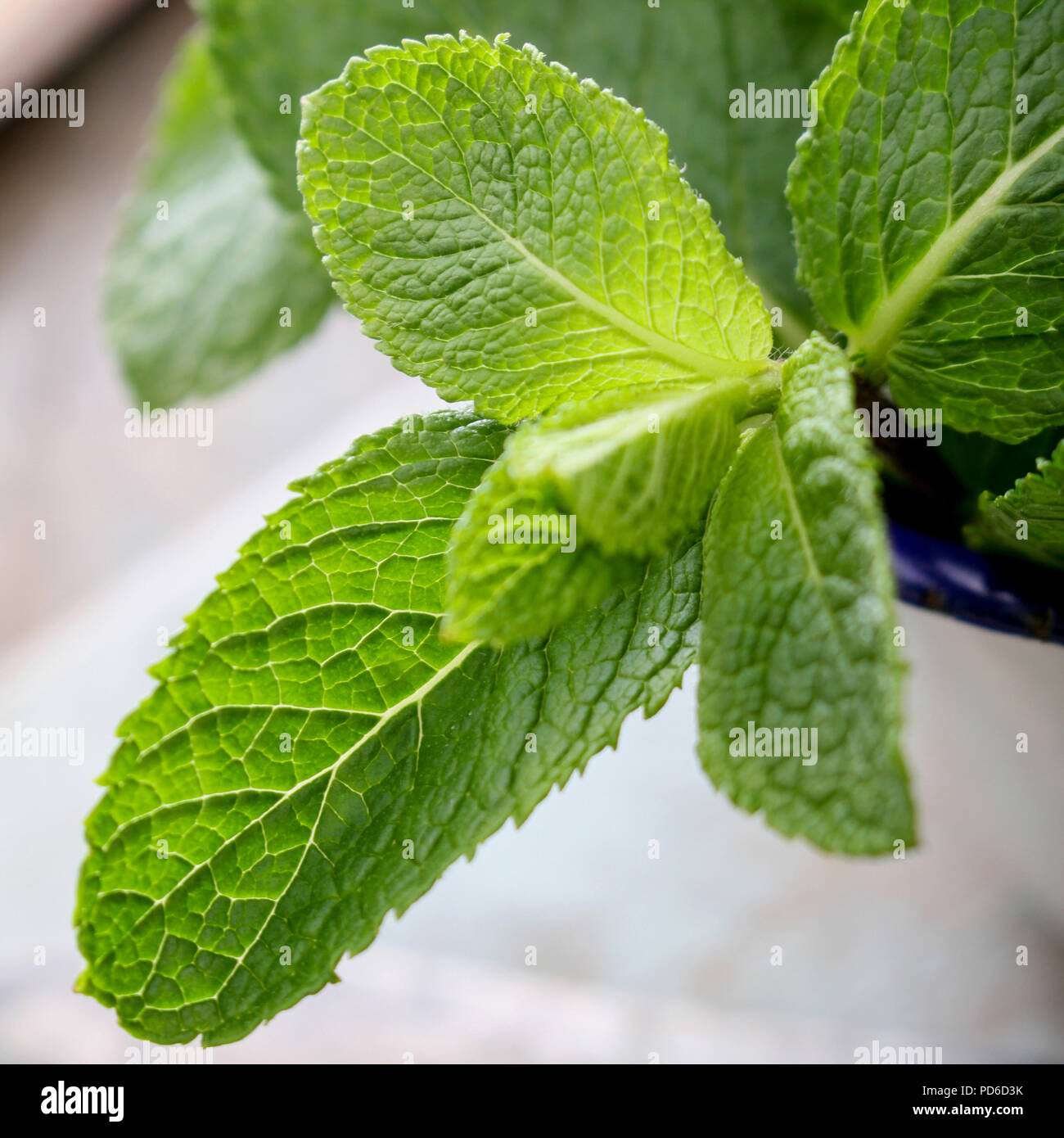 preparing fresh mint herb Stock Photo - Alamy