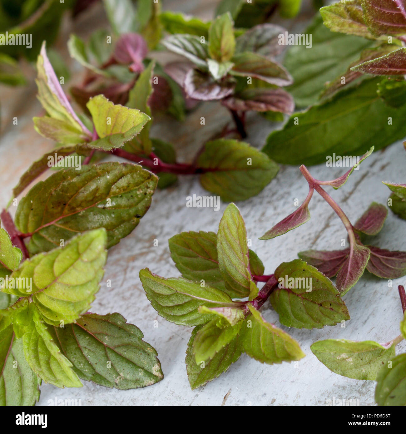 Micro herb mint hi-res stock photography and images - Alamy