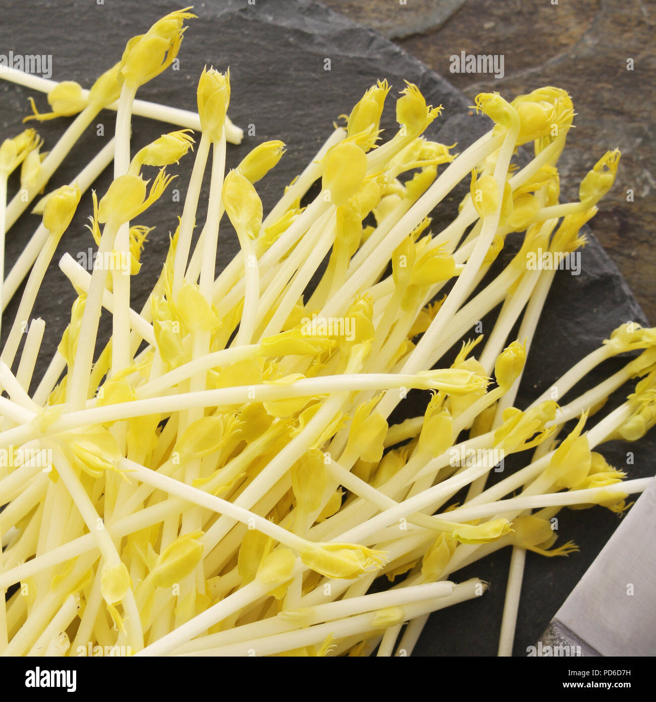 sprouting sweet corn shoots Stock Photo - Alamy