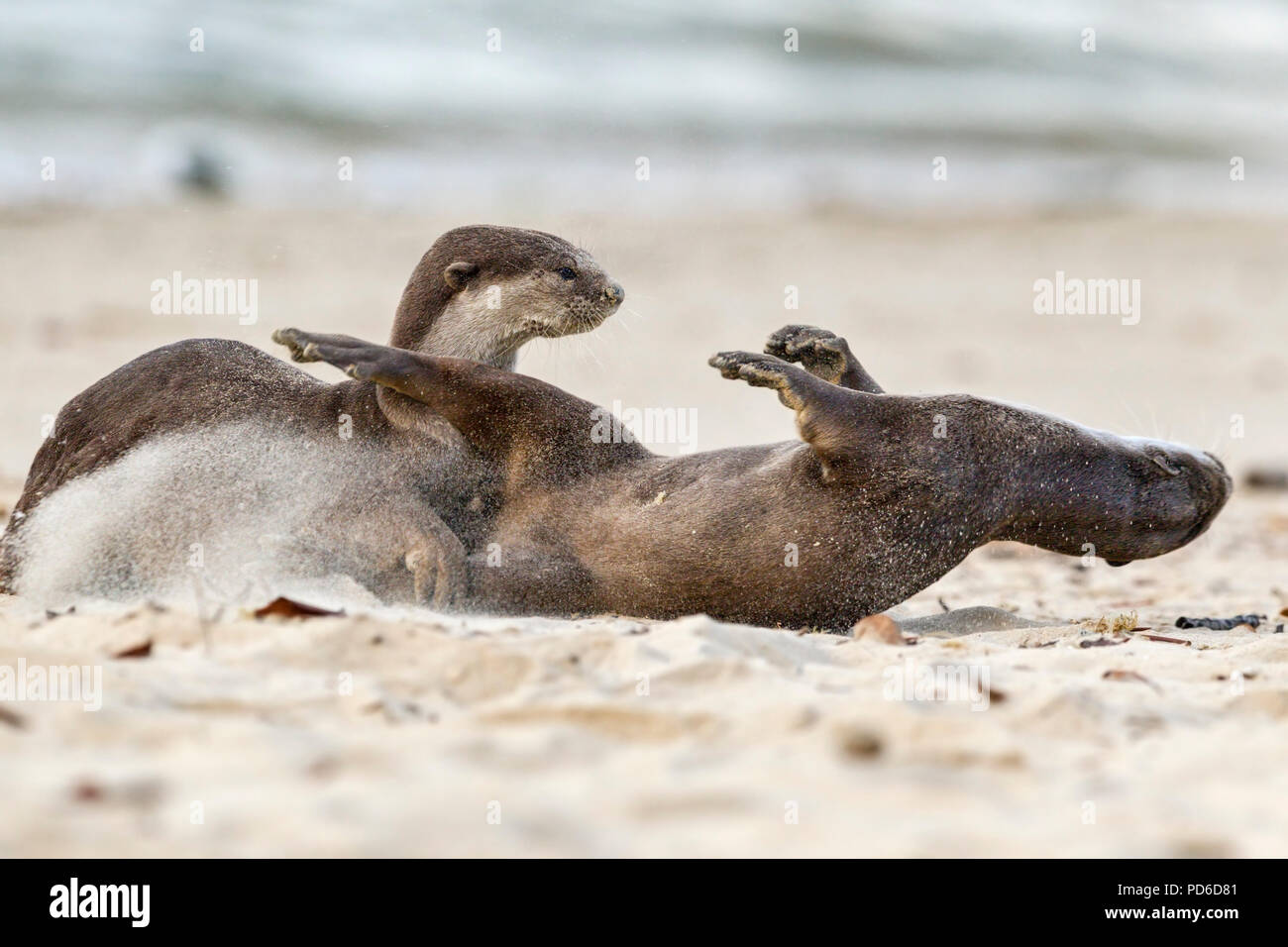 Two Smooth Coated Otter siblings play fighting on sandy beach ...