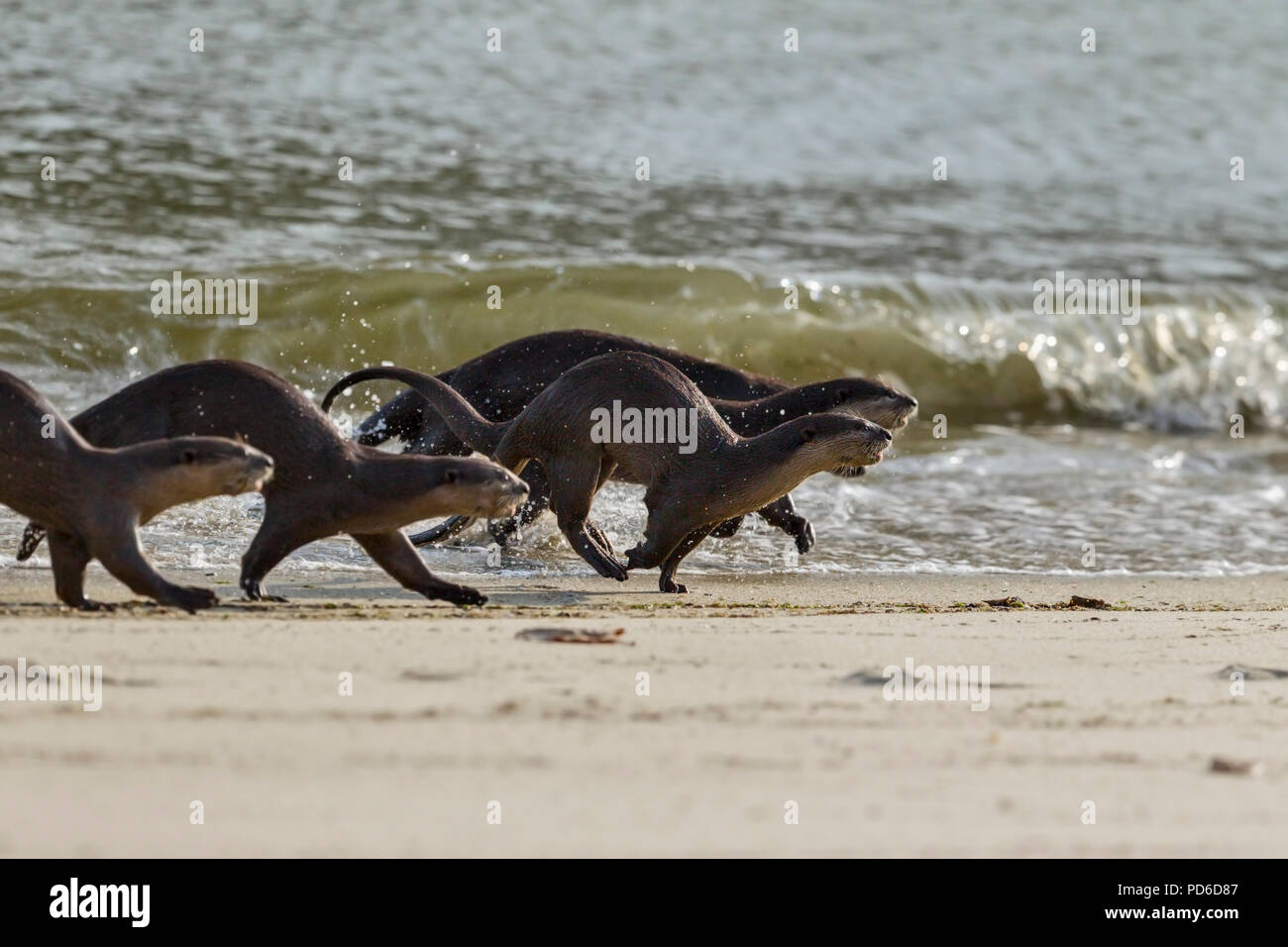 Group running in to the sea hi-res stock photography and images - Alamy