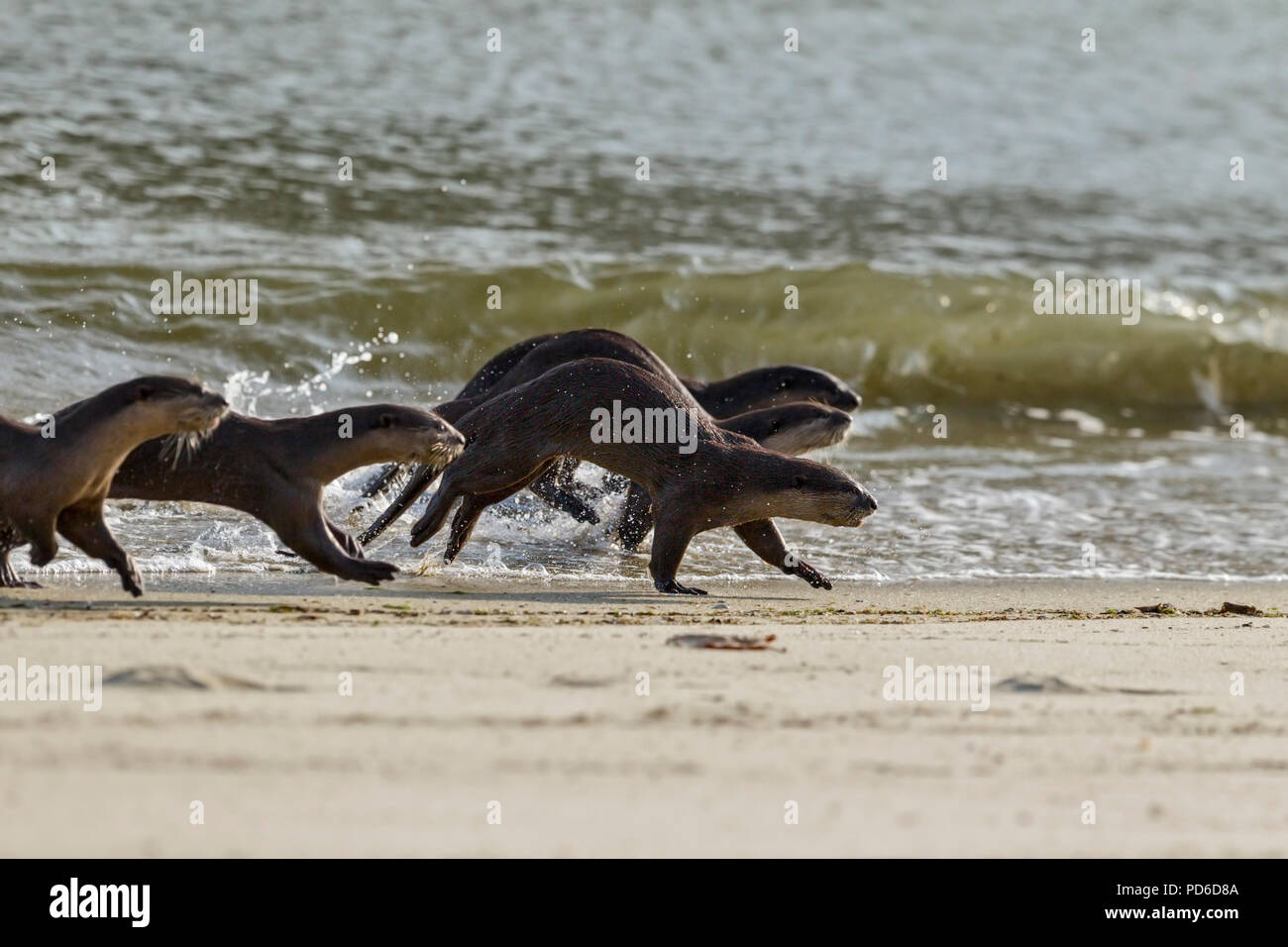 Family group of Smooth Coated Otter run excitedly through surf and ...
