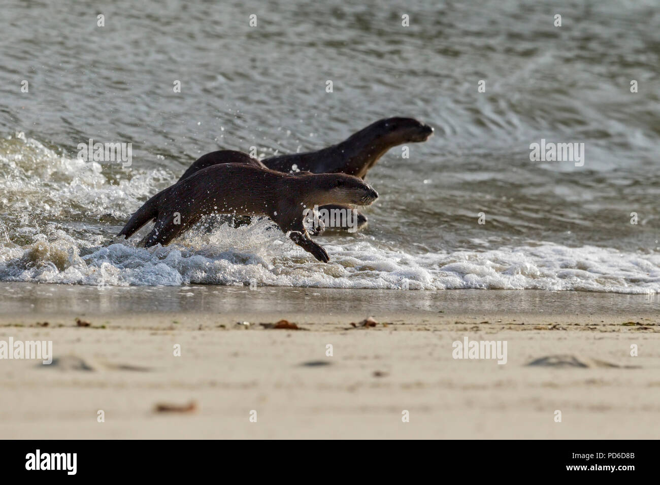 Family group of Smooth Coated Otter run excitedly through surf and ...