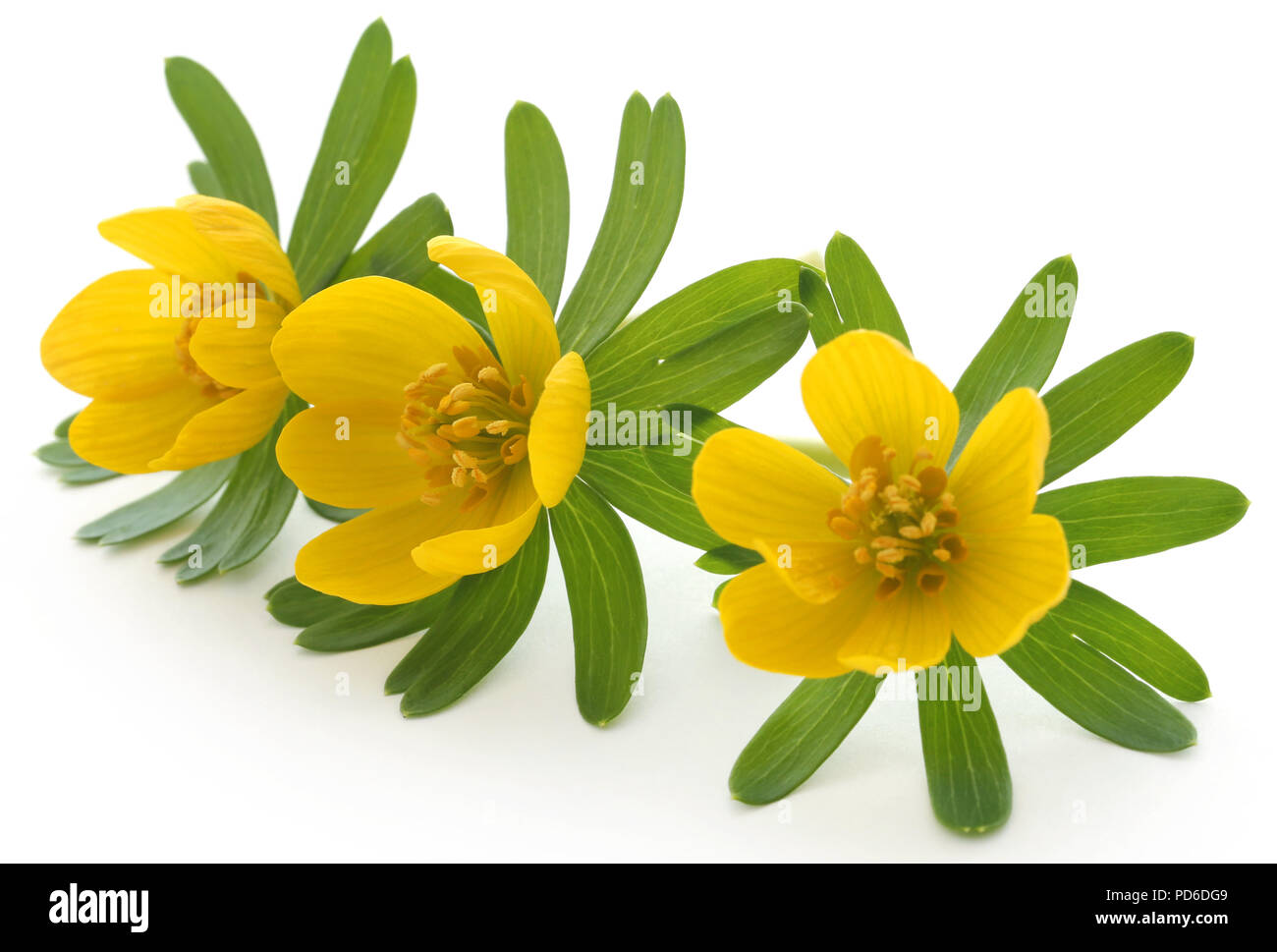 Eranthis hyemalis over white background Stock Photo - Alamy