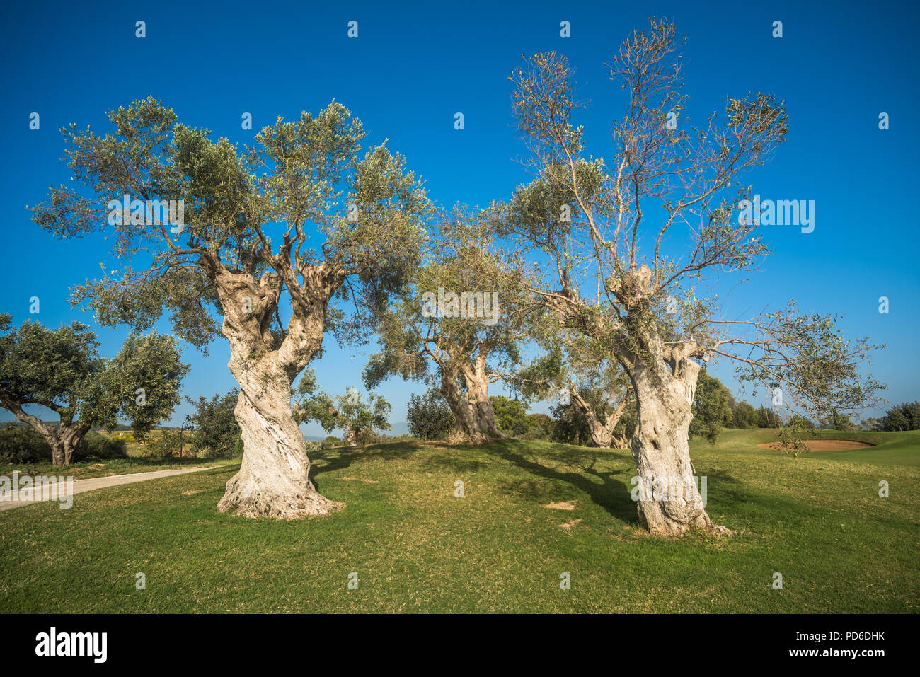 Group of olive trees hi-res stock photography and images - Alamy