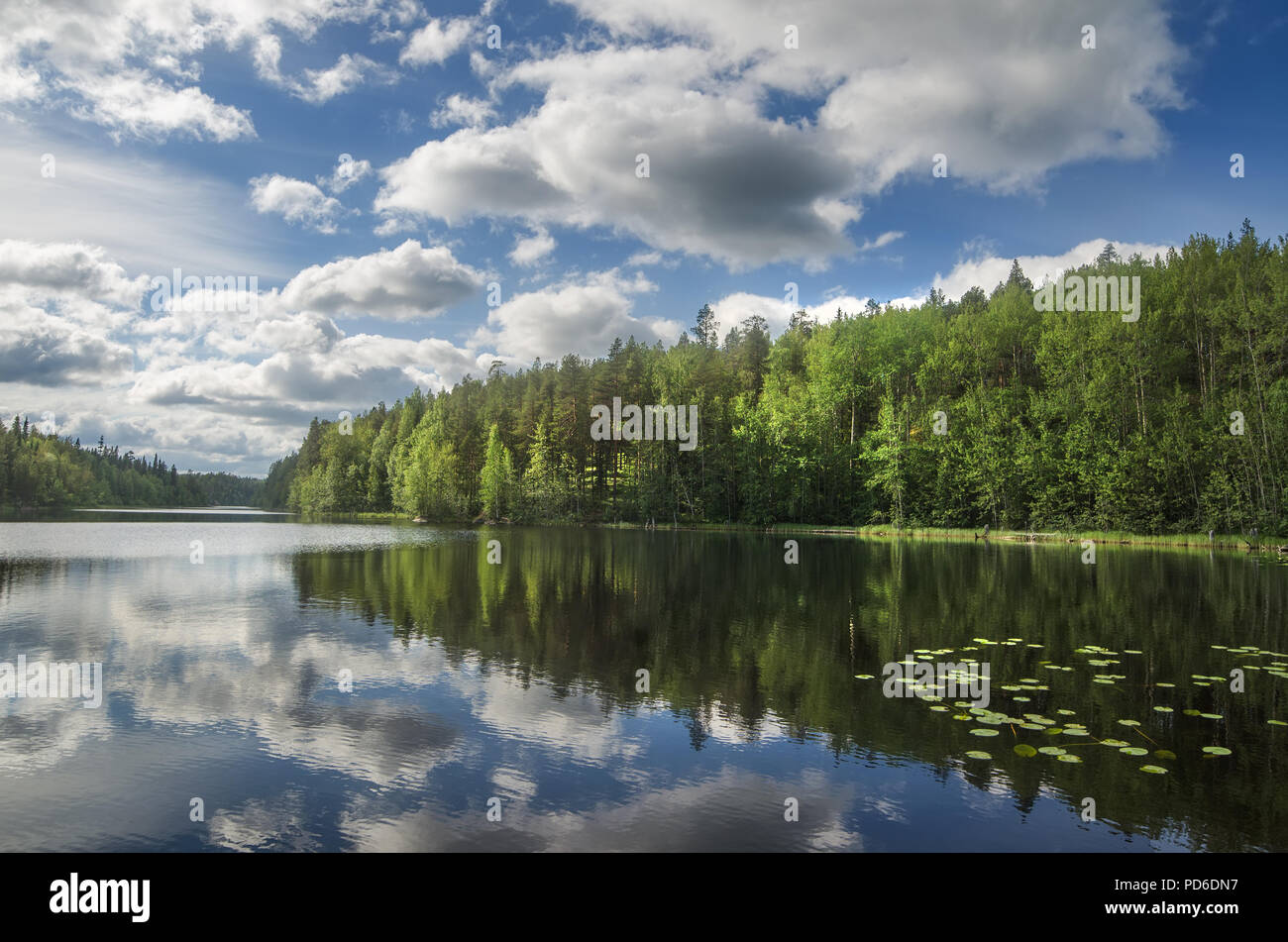 Wooded shore of a large lake. Forests along the coast Stock Photo - Alamy