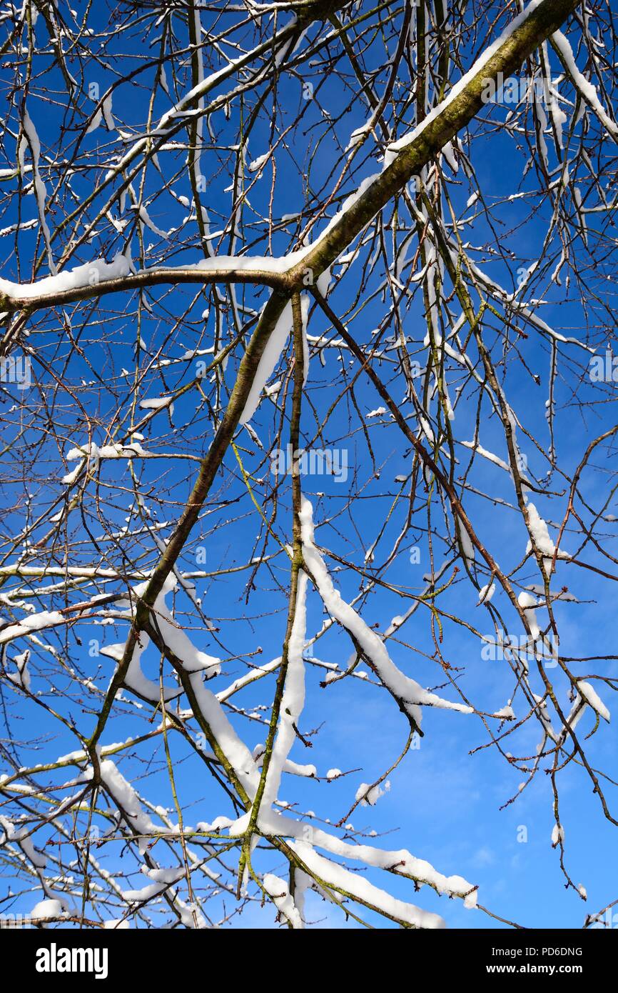 Snow laden tree branches against a blue sky, England, UK, Western ...