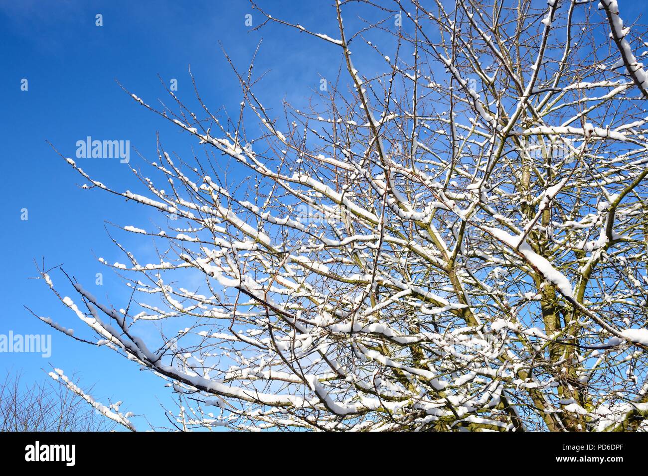 Snow laden tree branches against a blue sky, England, UK, Western ...