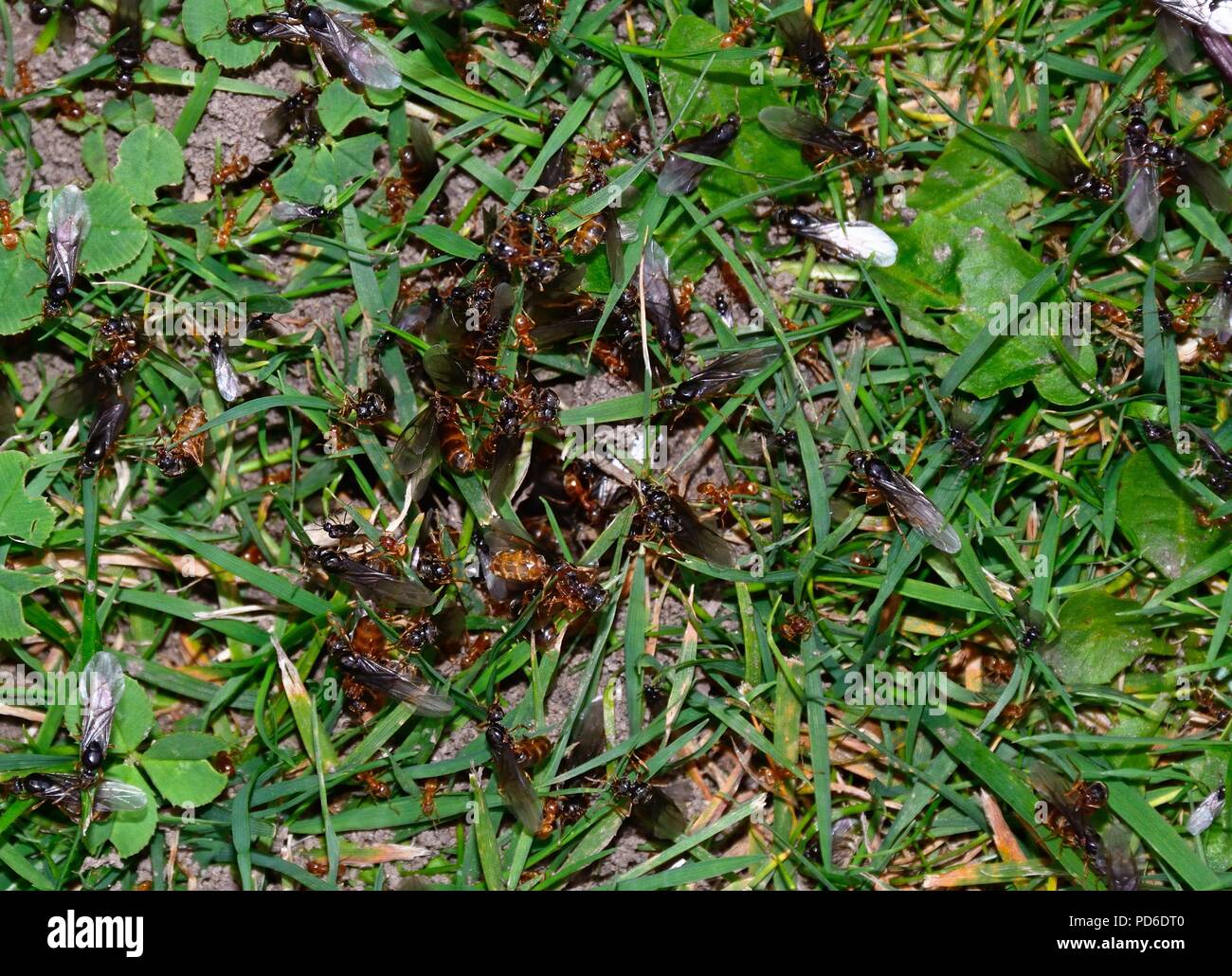 Flying ants hi-res stock photography and images - Alamy
