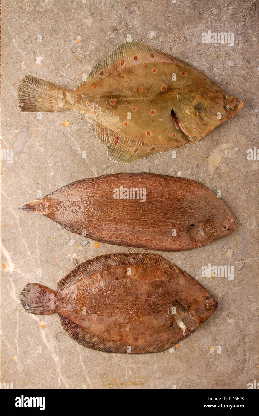 Saltwater fish selection hi-res stock photography and images - Alamy