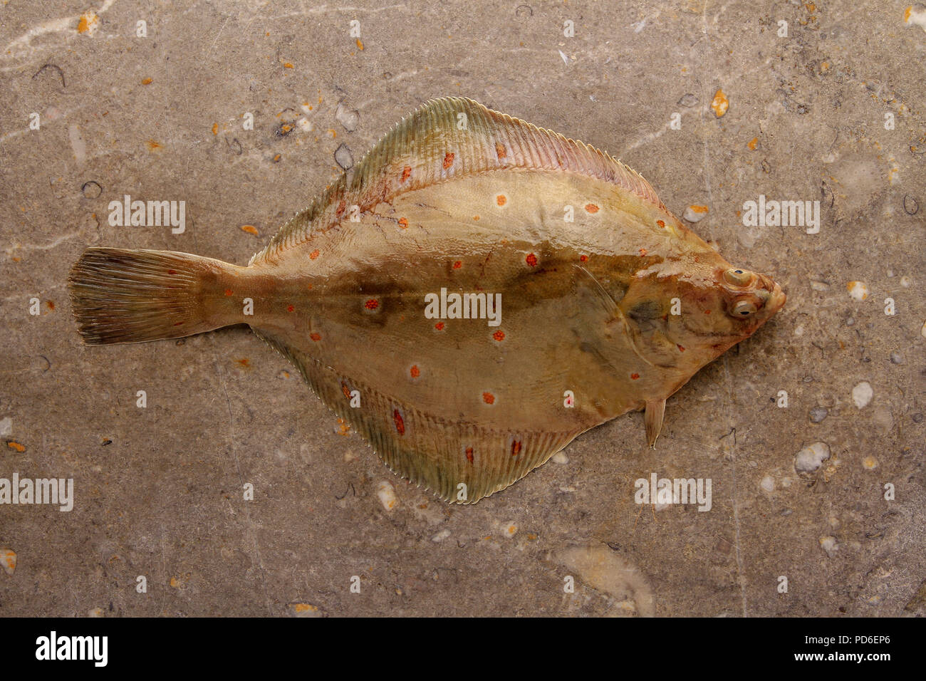 raw fresh saltwater fish Stock Photo - Alamy