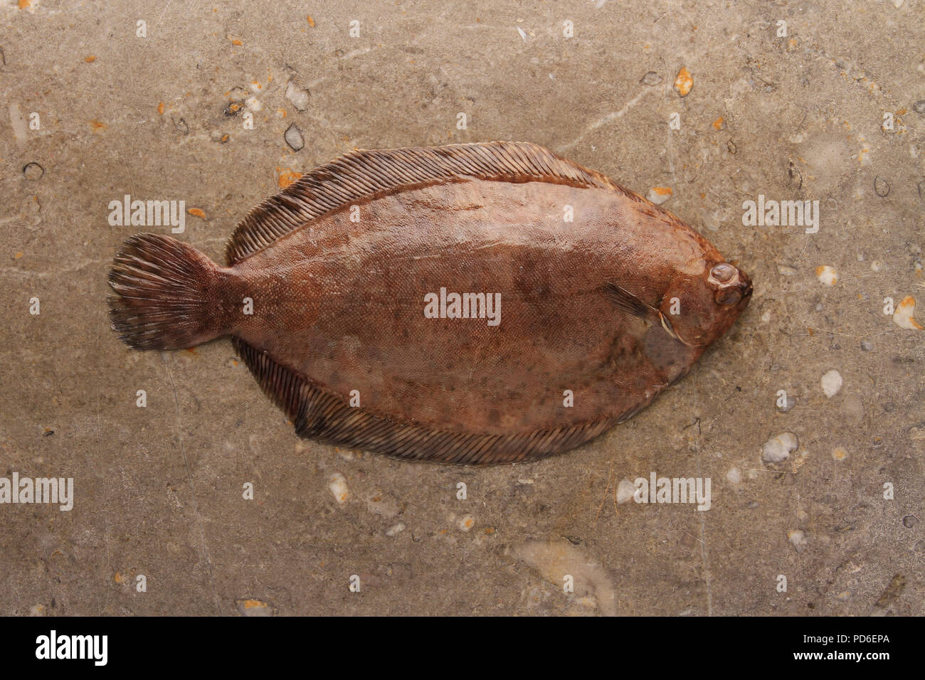 raw fresh saltwater fish Stock Photo - Alamy