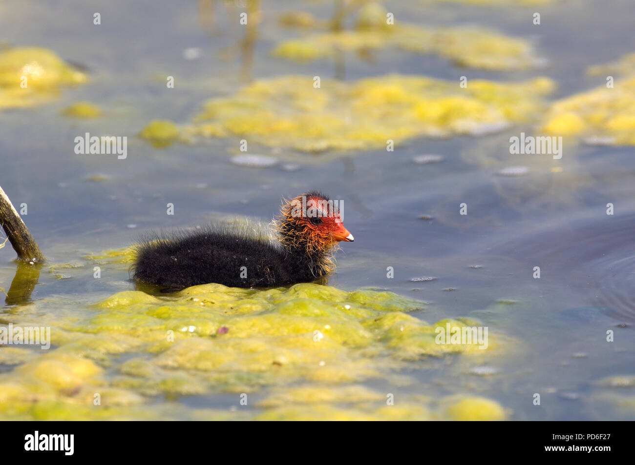 Petit poussin noir hi-res stock photography and images - Alamy