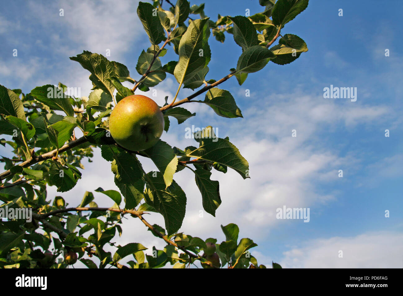 A single apple growing on an apple tree in Summer Stock Photo - Alamy