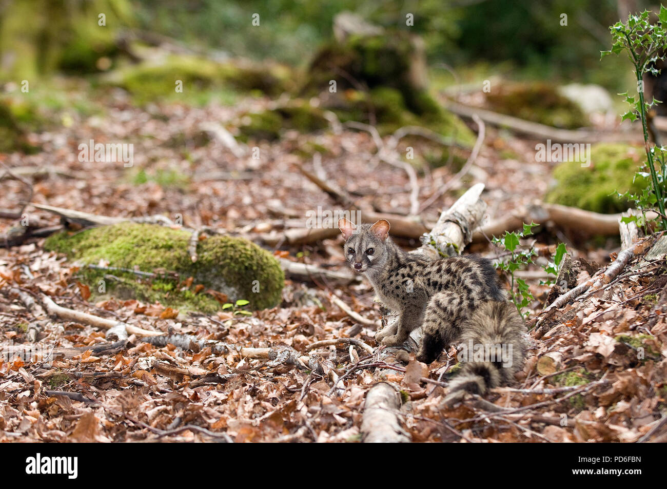 Genet - Genetta genetta - France Genette d'Europe Stock Photo - Alamy