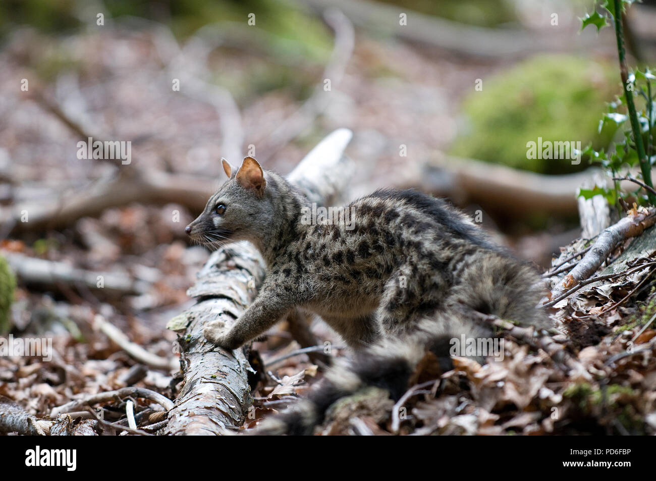 Genet - Genetta genetta - France Genette d'Europe Stock Photo - Alamy