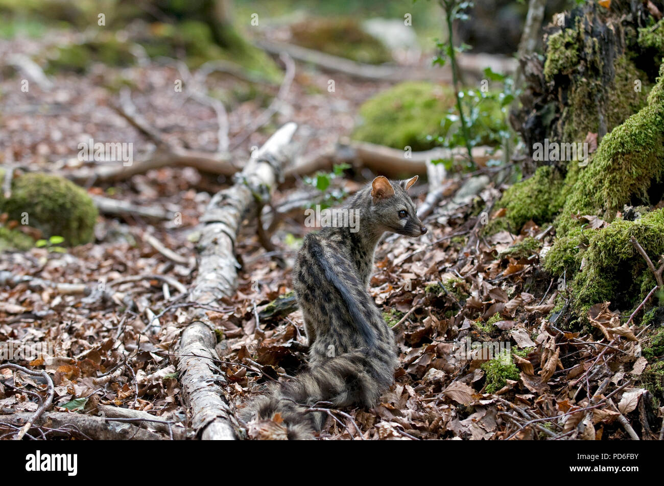 Genet - Genetta genetta - France Genette d'Europe Stock Photo - Alamy