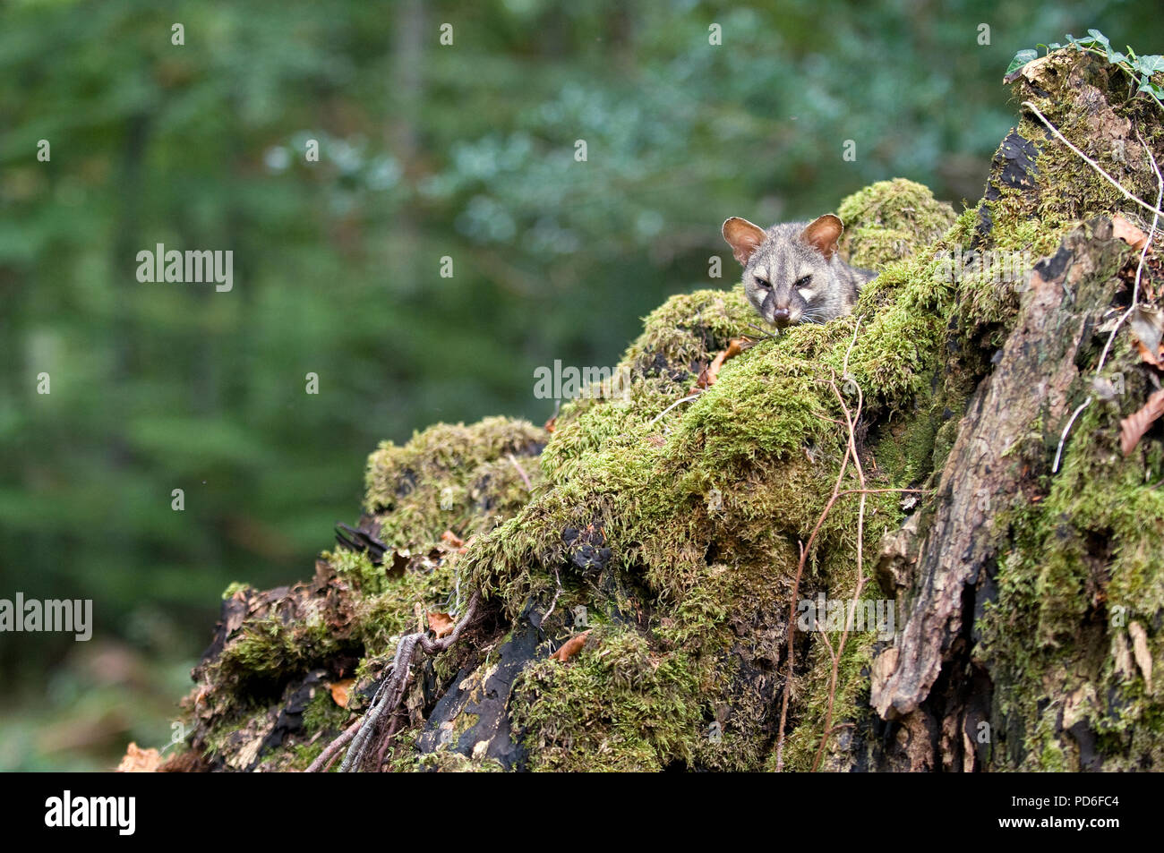 Genet - Genetta genetta - France Genette d'Europe Stock Photo - Alamy