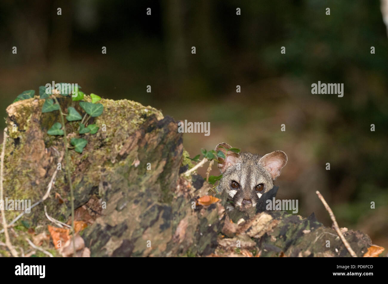Genet - Genetta genetta - France Genette d'Europe Stock Photo - Alamy