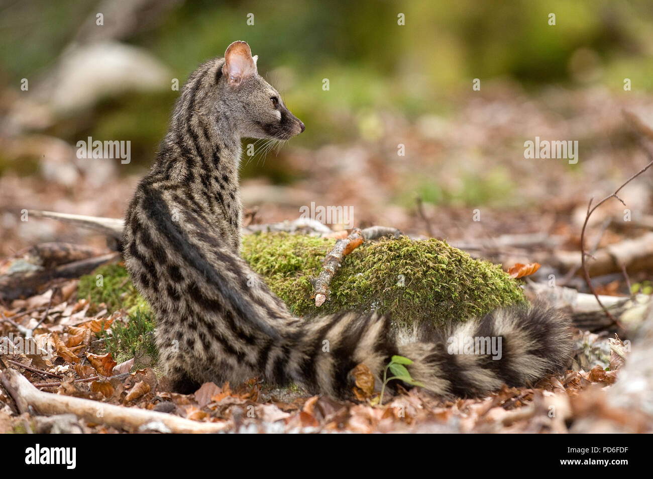 Genet - Genetta genetta - France Genette d'Europe Stock Photo - Alamy