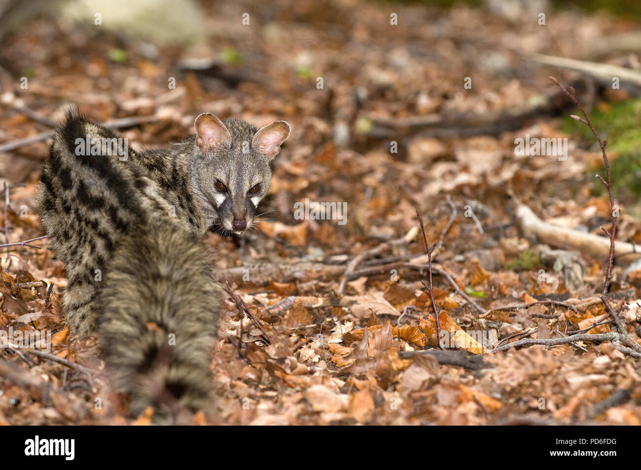 Genet - Genetta genetta - France Genette d'Europe Stock Photo - Alamy