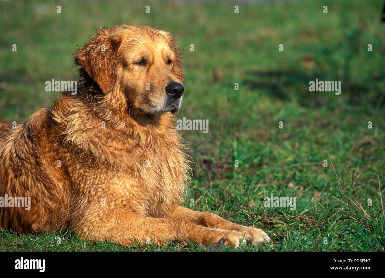 Golden Retriever - Canis familiaris Stock Photo - Alamy