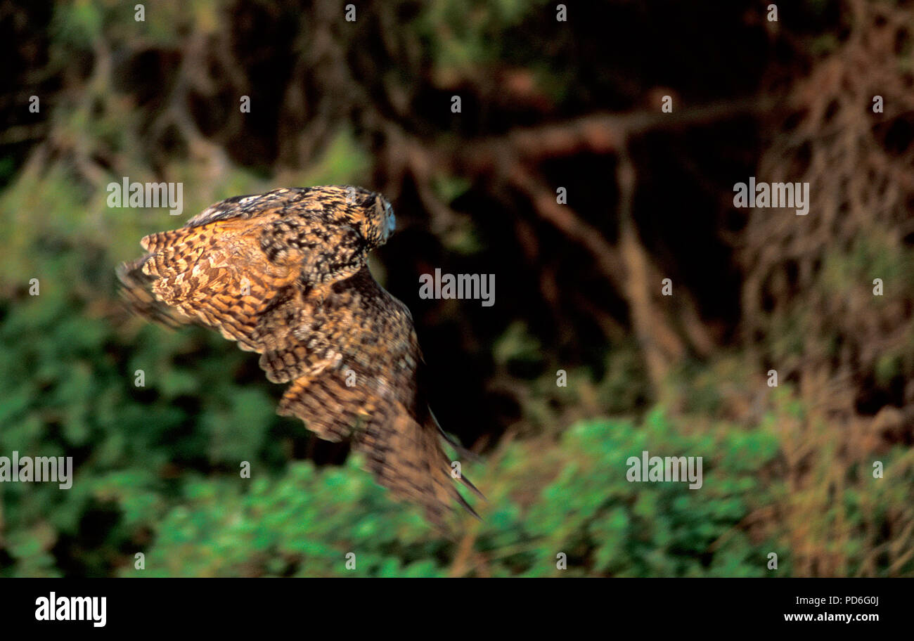 Eagle owl - Flying - Hibou grand-duc en vol - Bubo bubo Stock Photo - Alamy
