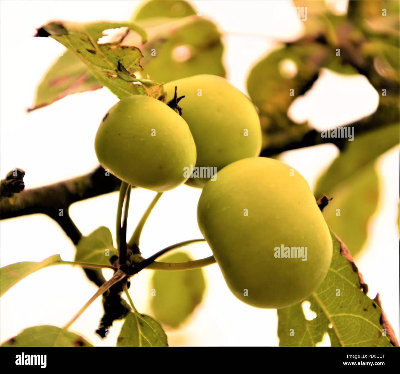 Apple fruits hi-res stock photography and images - Alamy