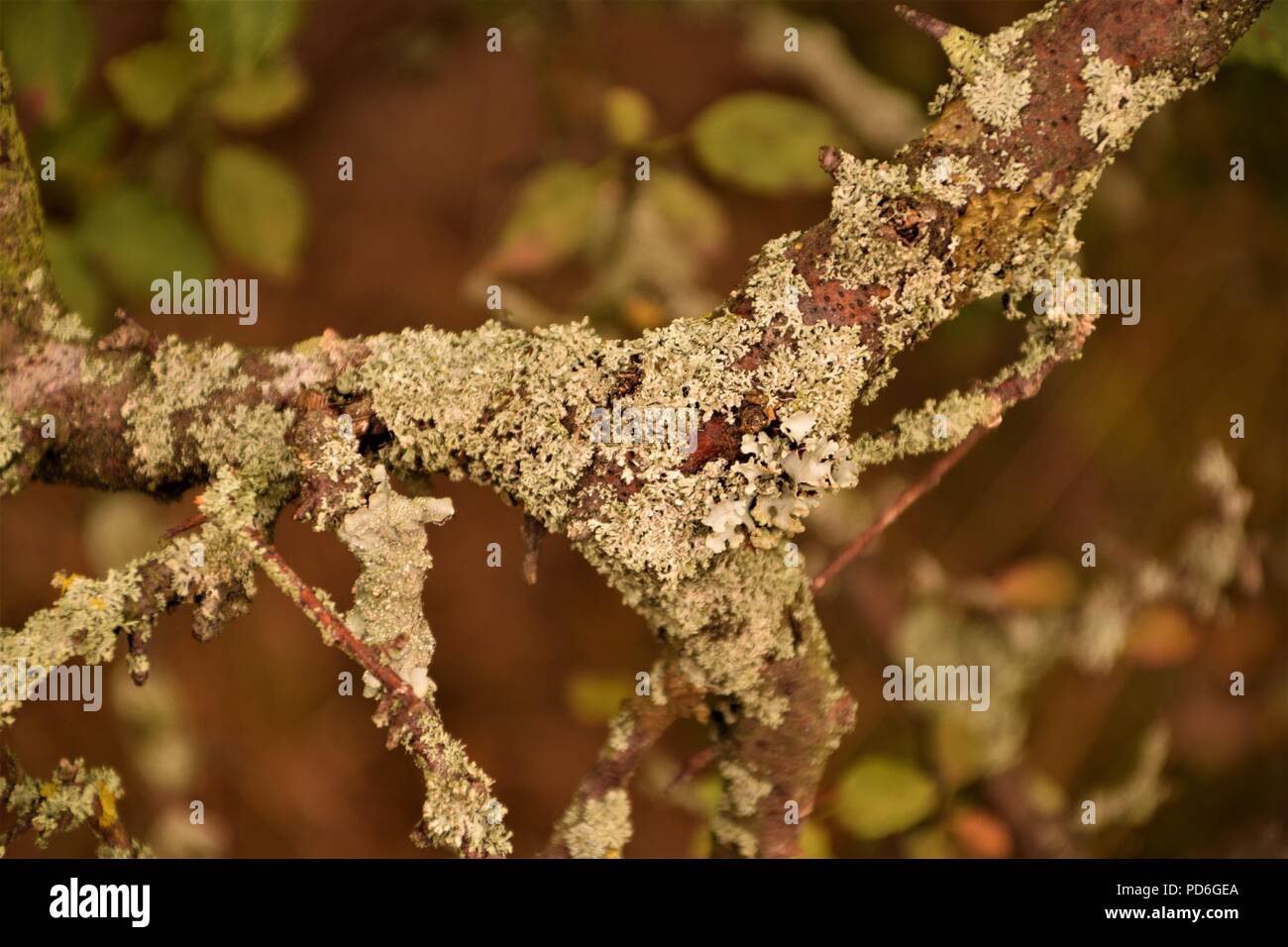 Tree branch covered in dry moss close up selective focus in blurred ...