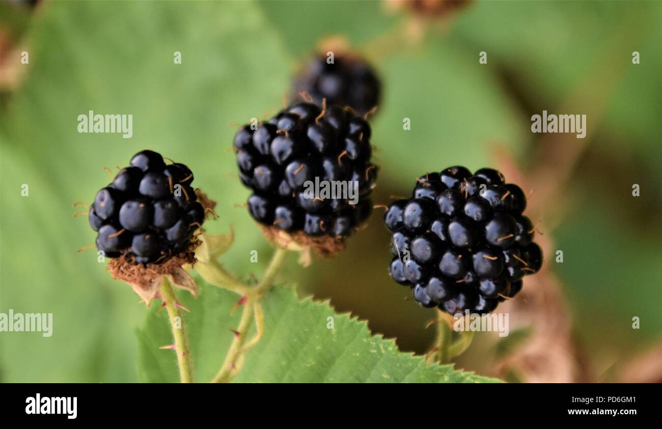 Rubus Suberectus High Resolution Stock Photography and Images - Alamy
