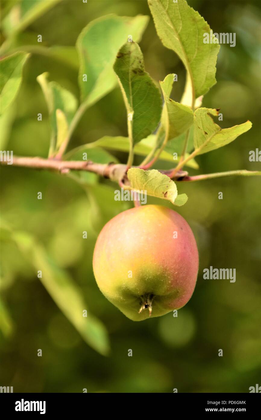 Field road apple tree hi-res stock photography and images - Alamy