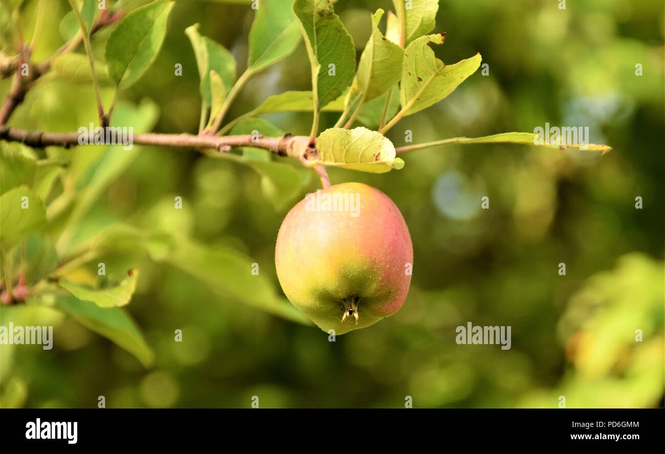 Apple fruits on the tree branch and green leaves Stock Photo - Alamy