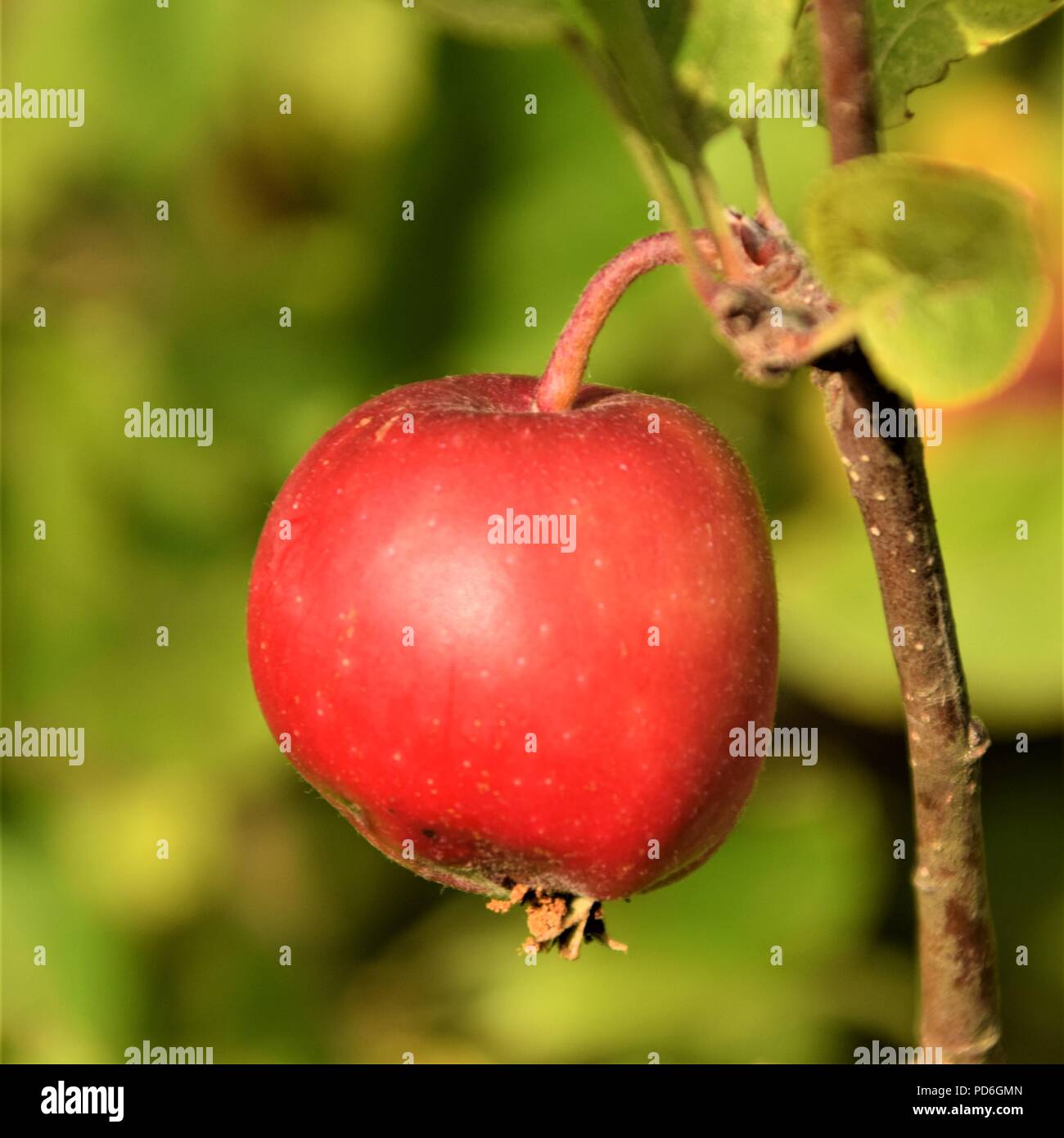 Apple fruits on the tree branch and green leaves Stock Photo - Alamy