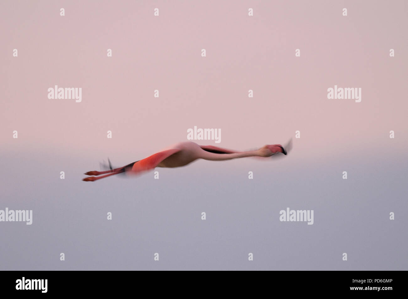 Great Flamingo - Flight - Phoenicopterus roseus Flamant rose - Vol ...