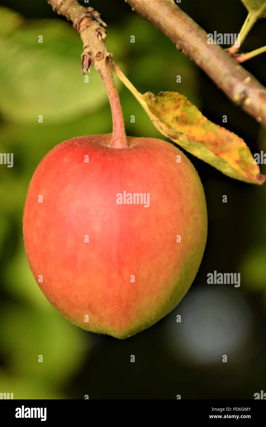 Apple fruits on the tree branch and green leaves Stock Photo - Alamy