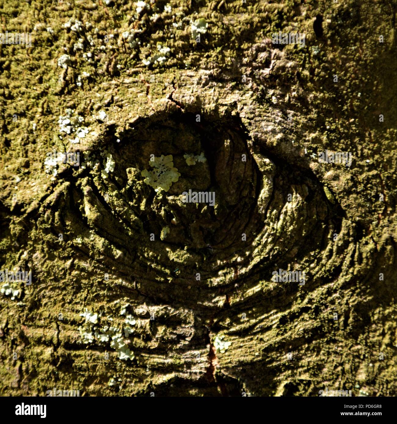 Tree bark texture macro photography in the nature with green moss over ...